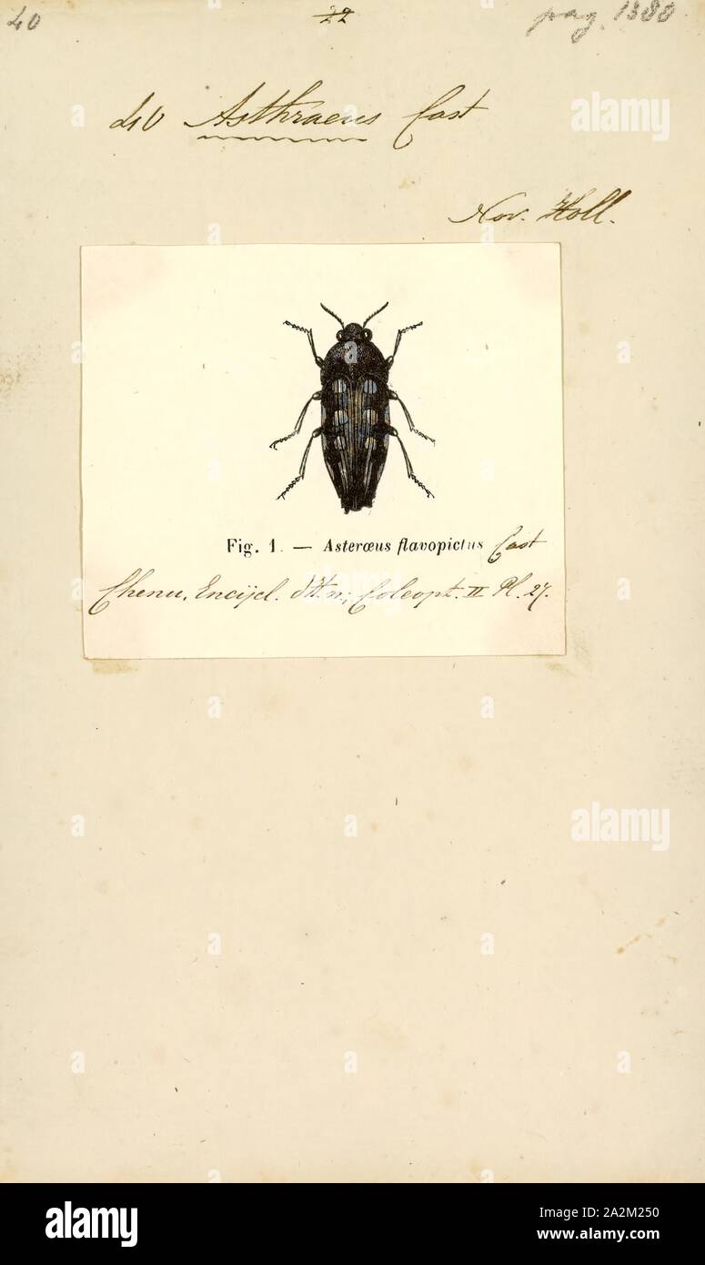 Astraeus hi-res stock photography and images - Alamy