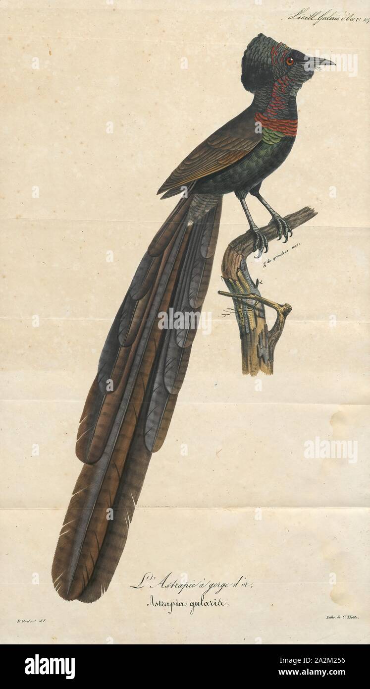 Astrapia nigra, Print, The Arfak astrapia (Astrapia nigra) is a species ...