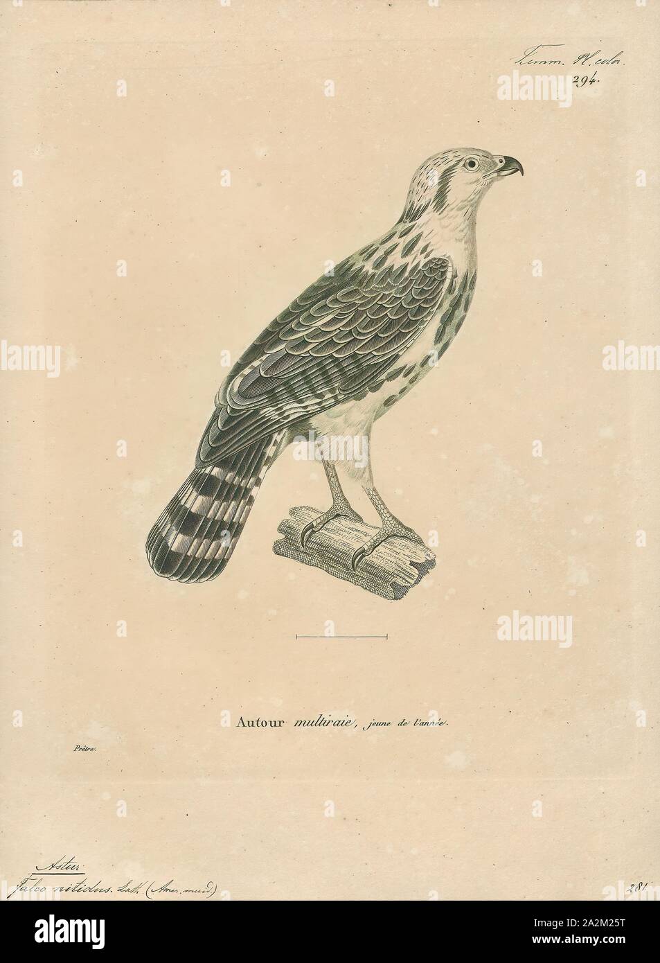 Nitidus hi-res stock photography and images - Alamy