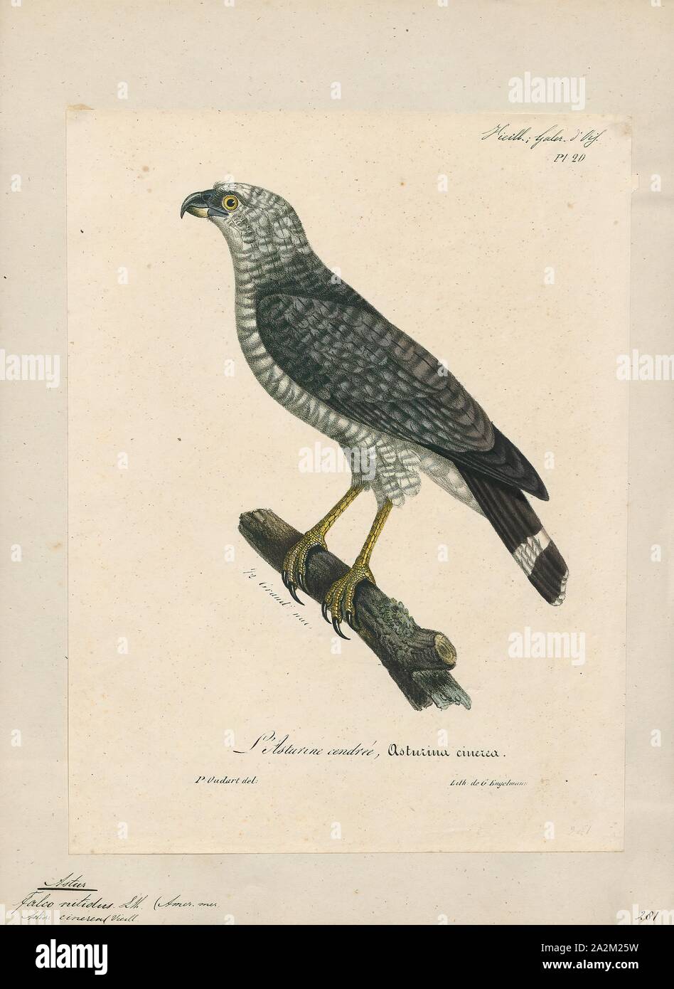 Nitidus hi-res stock photography and images - Alamy