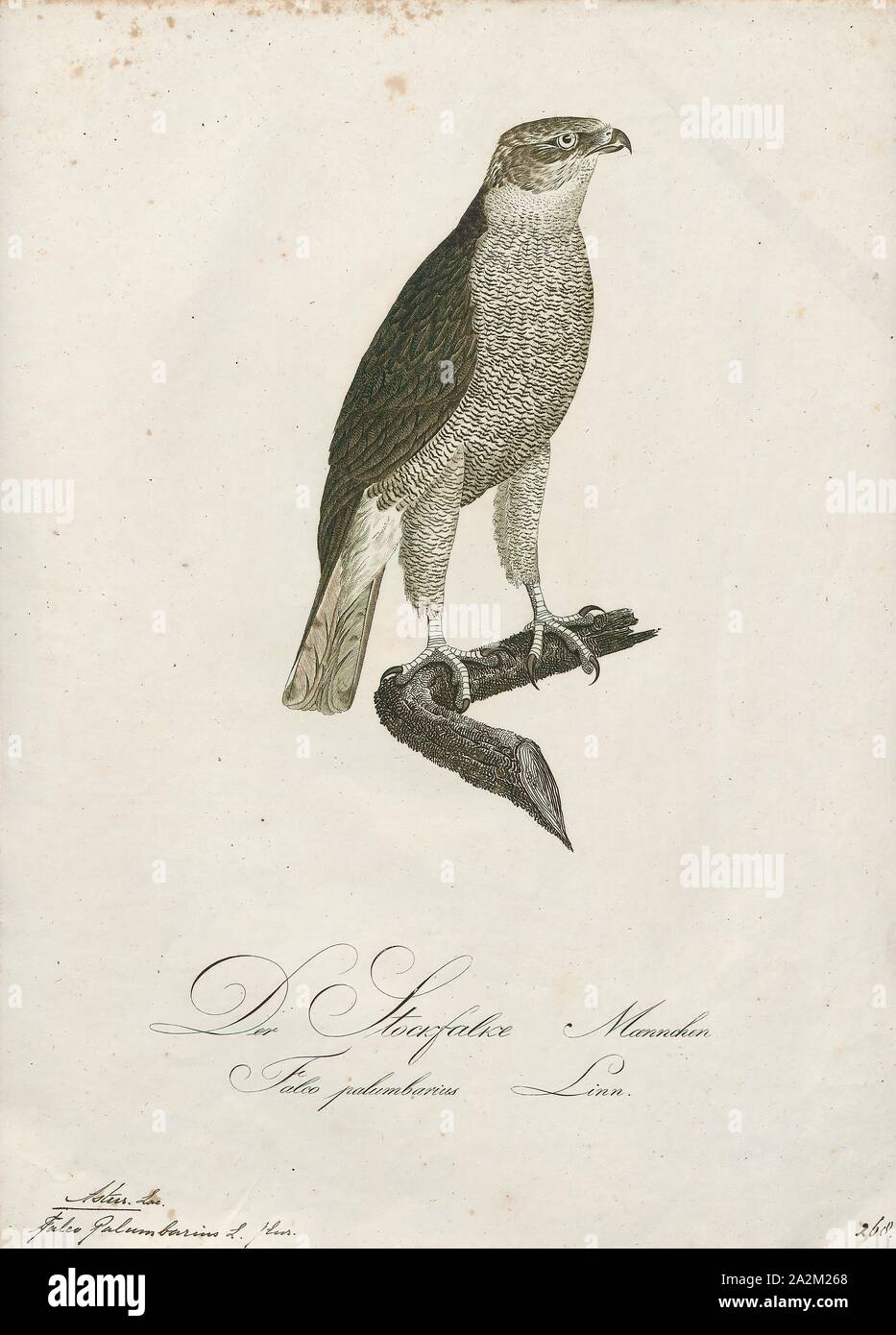 Astur hi-res stock photography and images - Alamy