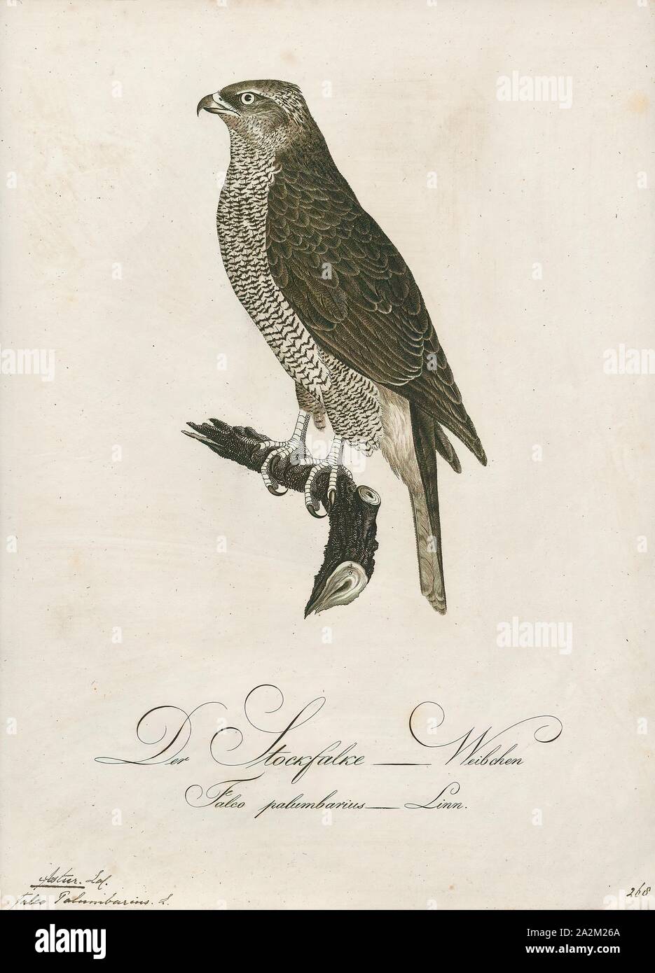 Astur hi-res stock photography and images - Alamy