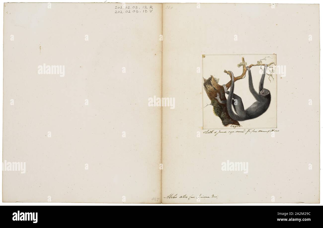 Ateles ater, Print, Spider monkey, Spider monkeys are New World monkeys ...