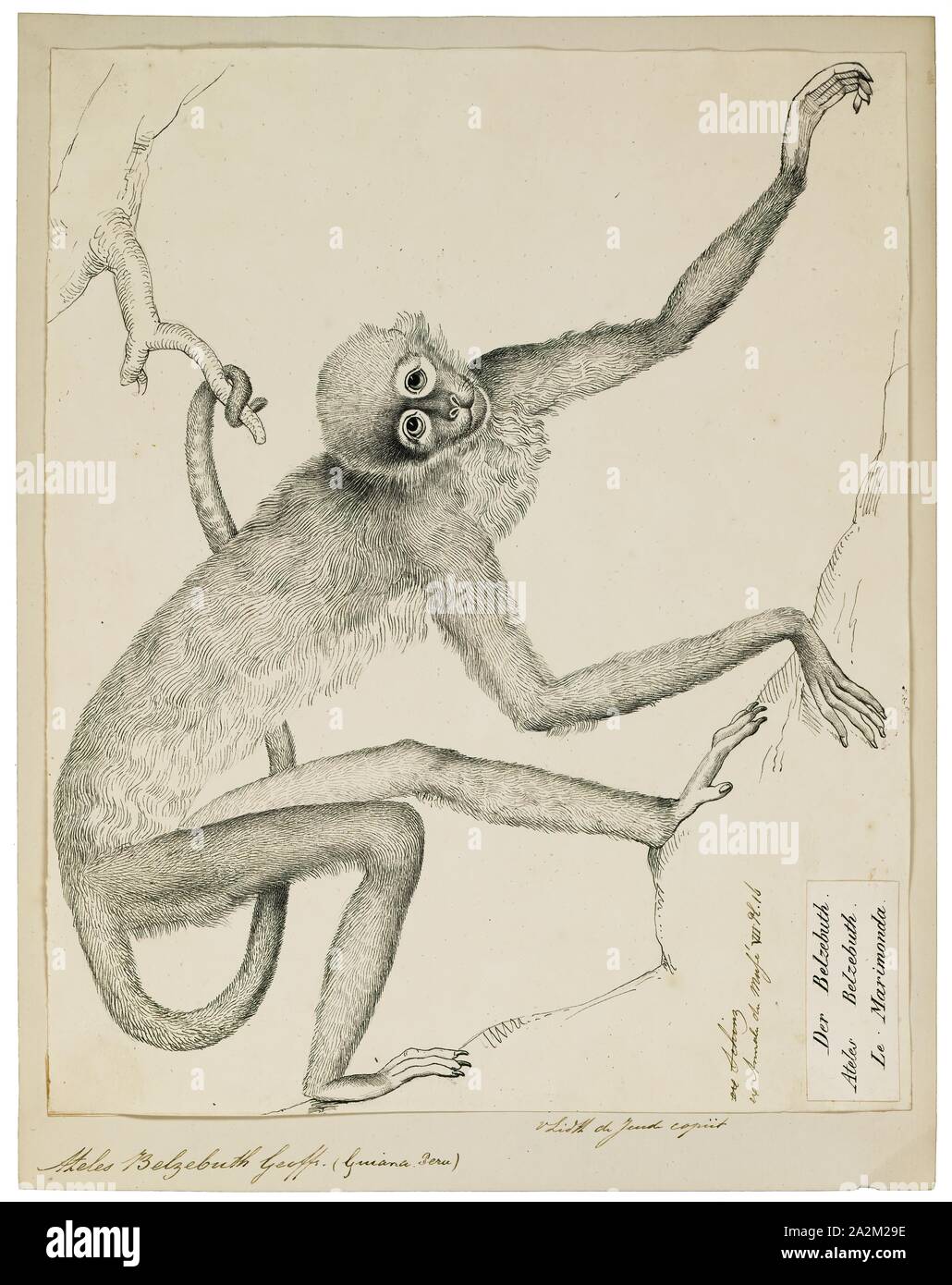 Endangered Cut Out Stock Images & Pictures - Alamy