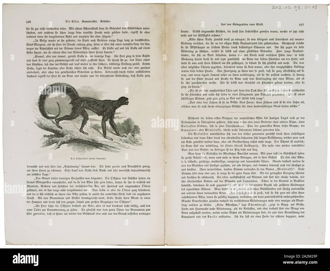 Black spider monkeys Cut Out Stock Images & Pictures - Alamy