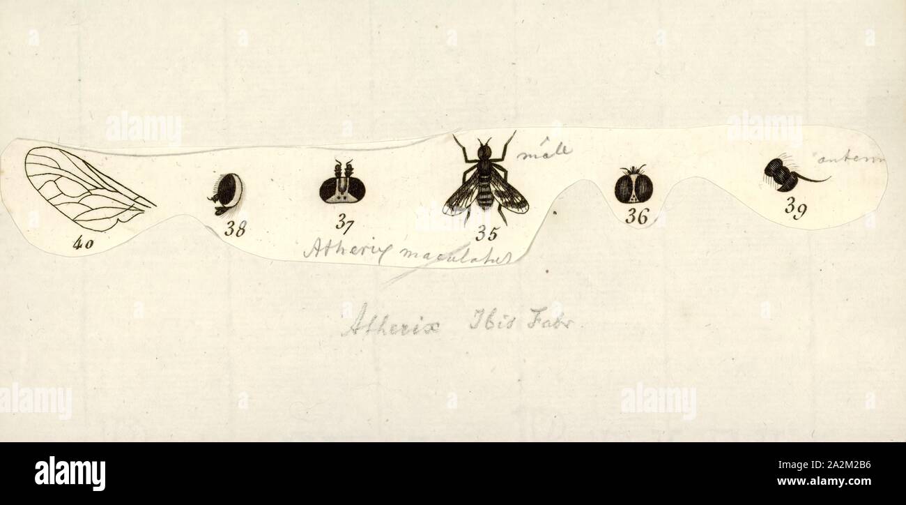 Athericidae hi-res stock photography and images - Alamy