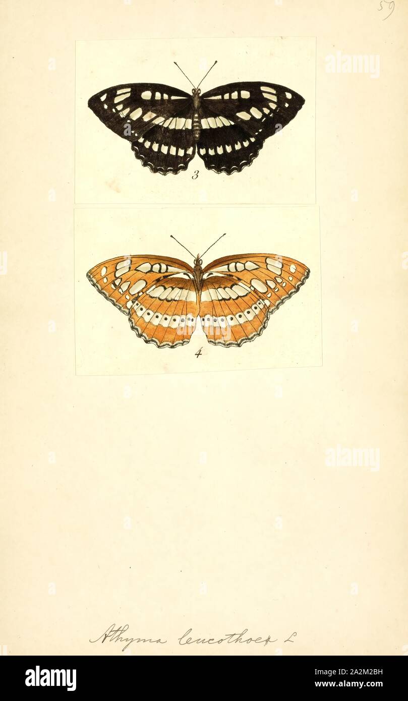Athyma, Print, Athyma is a genus of brush-footed butterflies. They are ...