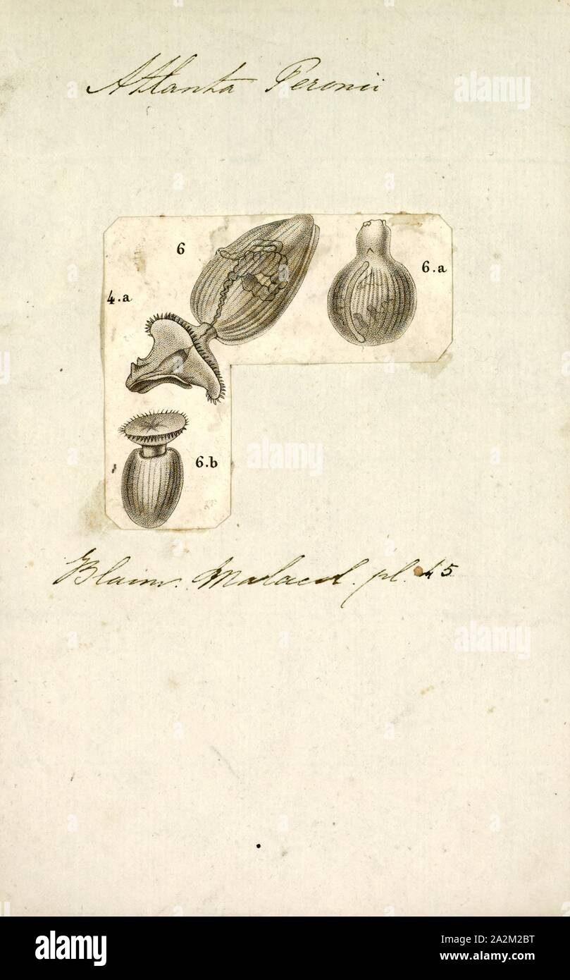 Atlanta peronii, Print, Atlanta peronii is a species of sea snail, a ...