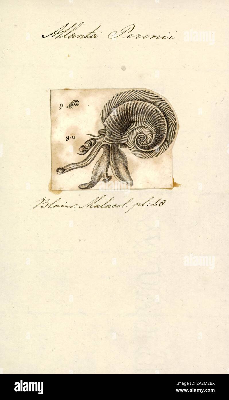 Atlanta peronii, Print, Atlanta peronii is a species of sea snail, a ...