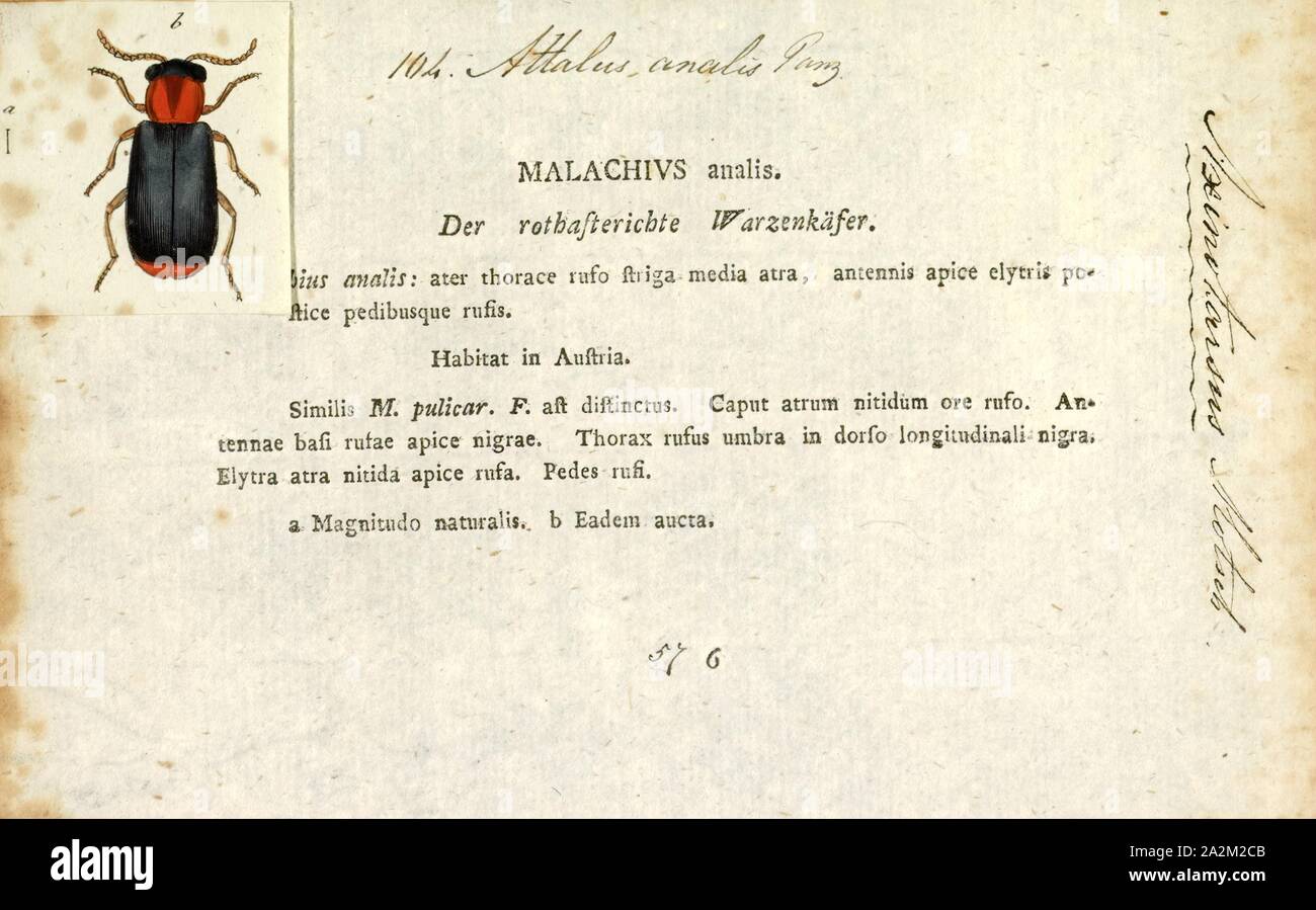 Attalus hi-res stock photography and images - Alamy