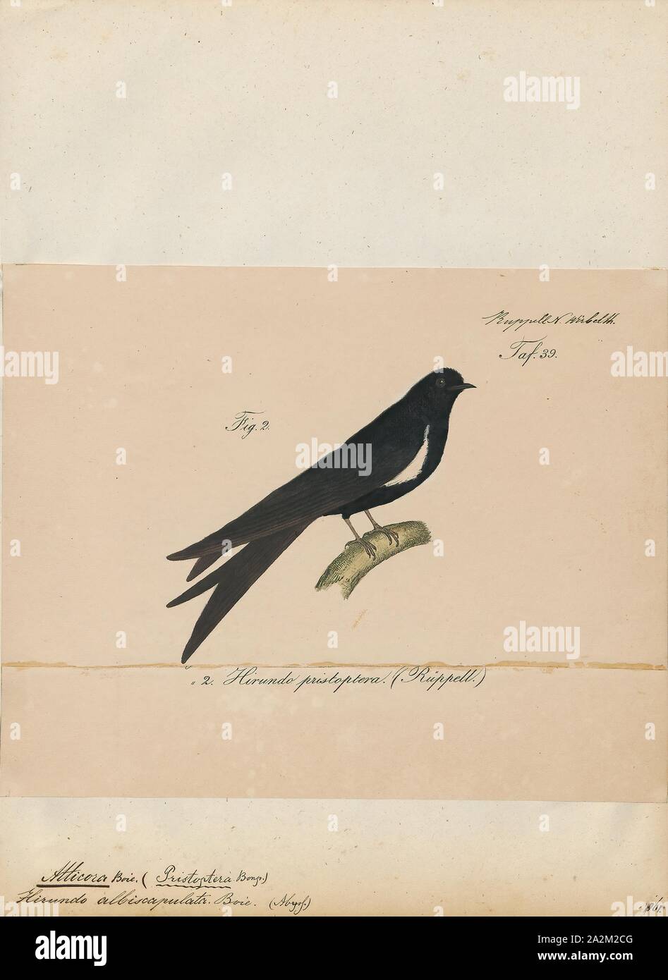 Hirundinidae genus hi-res stock photography and images - Alamy