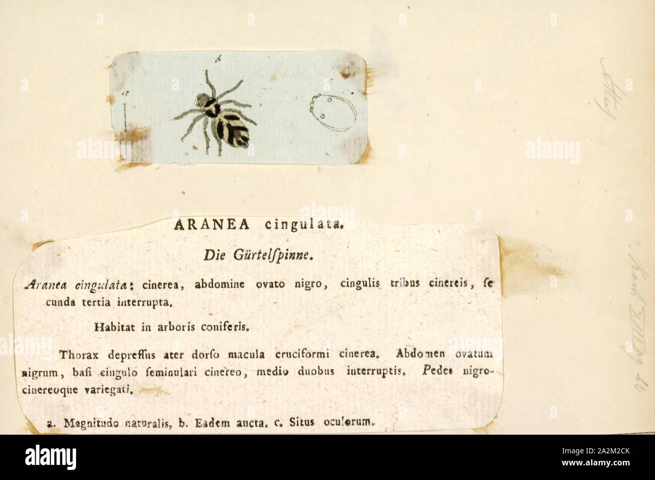 Attus hi-res stock photography and images - Alamy