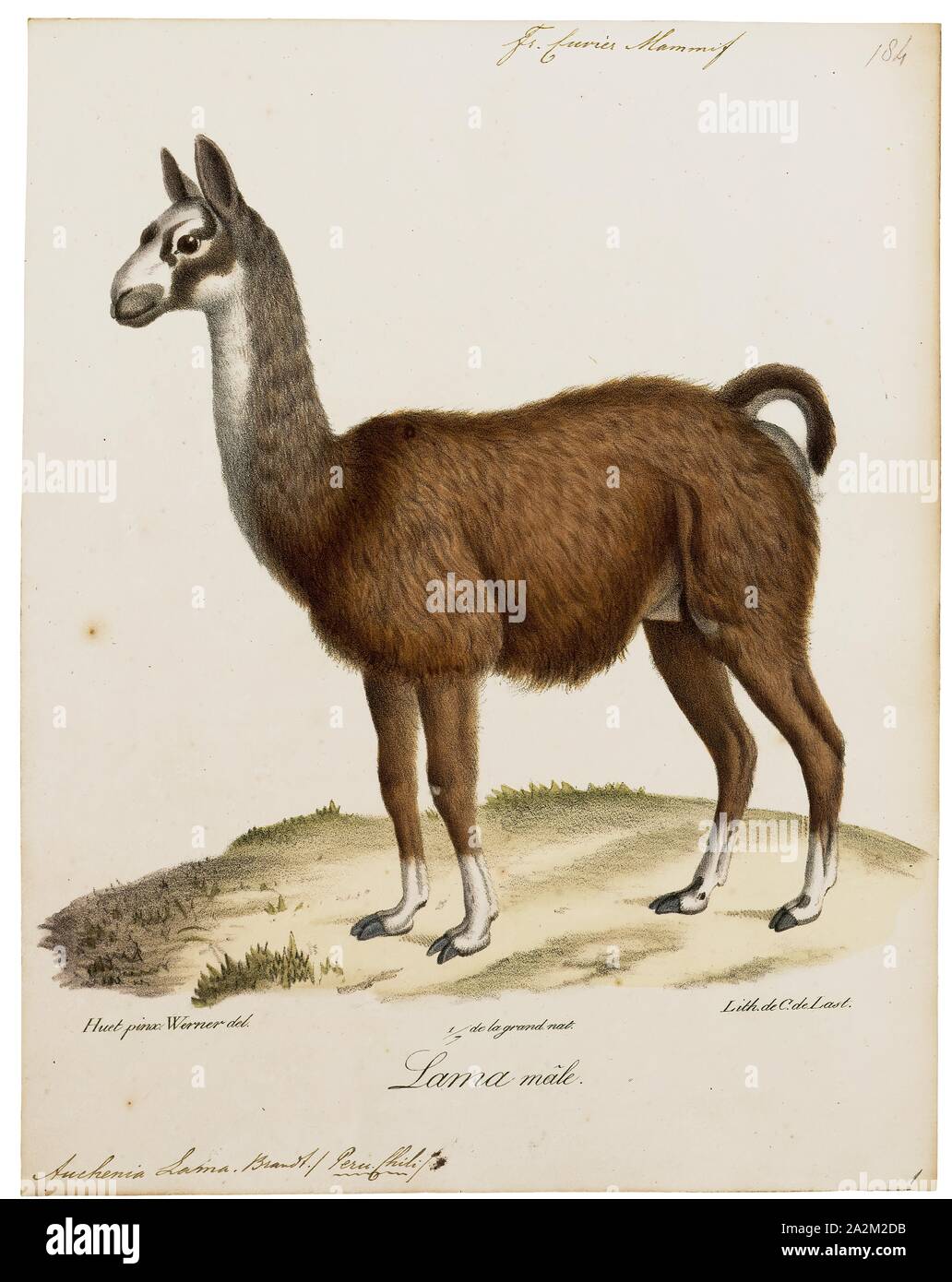 Lama Cut Out Stock Images & Pictures - Alamy