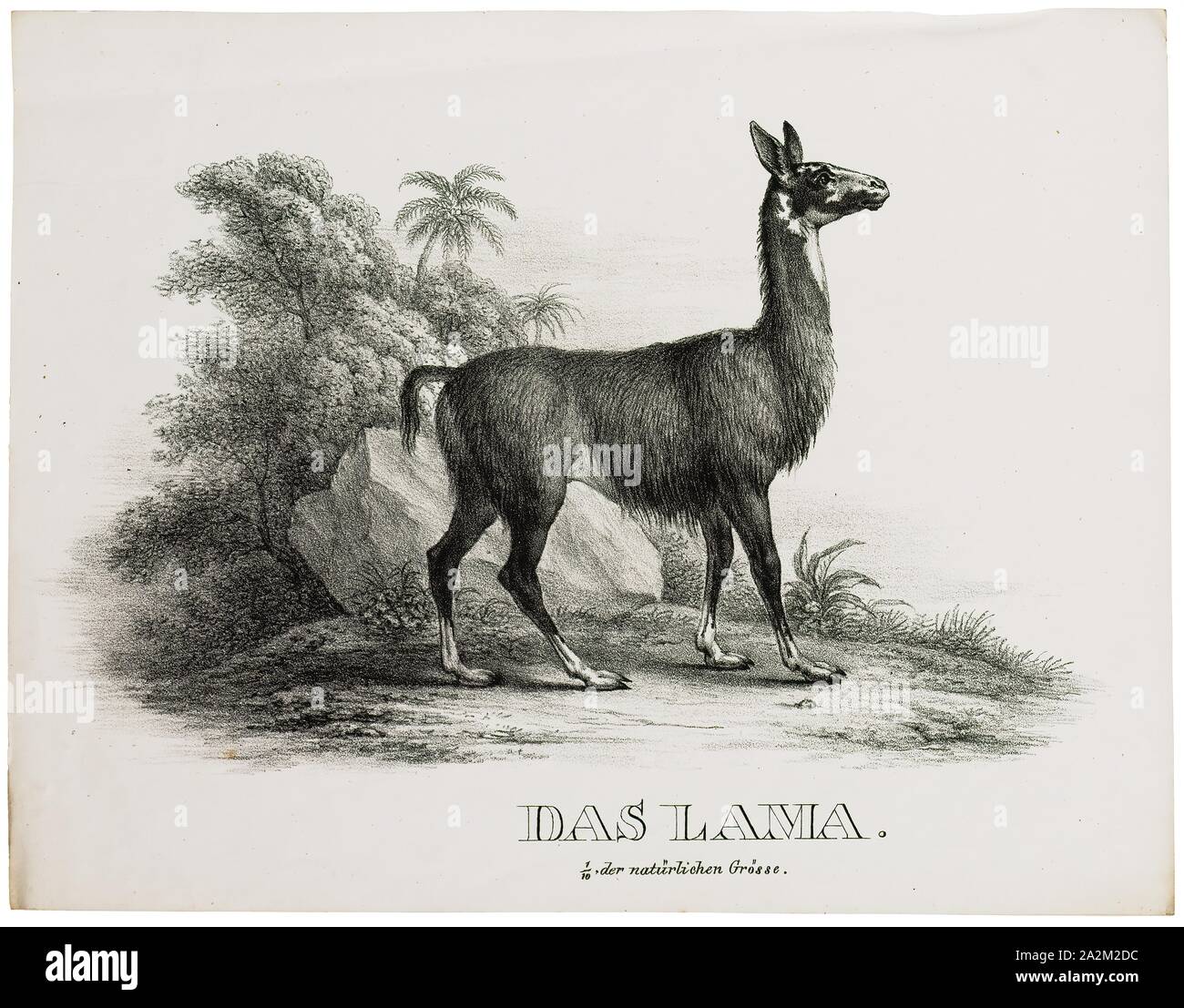 Auchenia lama, Print, 1700-1880 Stock Photo - Alamy