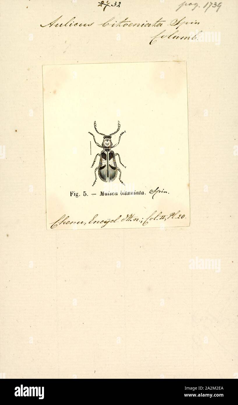 Aulicus, Print, Aulicus is a genus of checkered beetles in the family ...