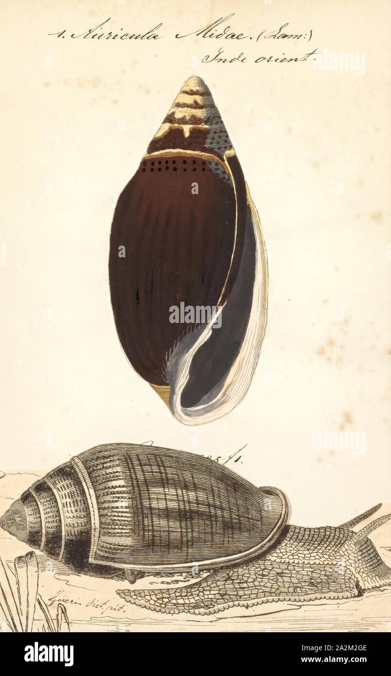 Midae hi-res stock photography and images - Alamy