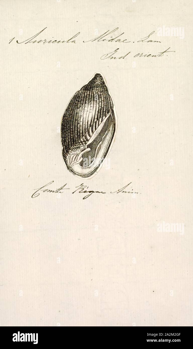 Auricula midae, Print Stock Photo - Alamy