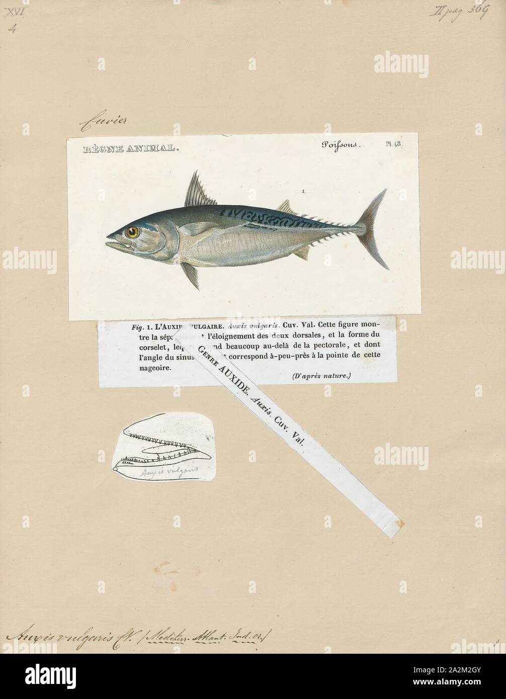 Rochei eudorax hi-res stock photography and images - Alamy