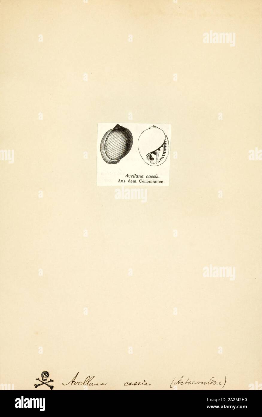 Species of hazel native to europe and western asia hi-res stock ...