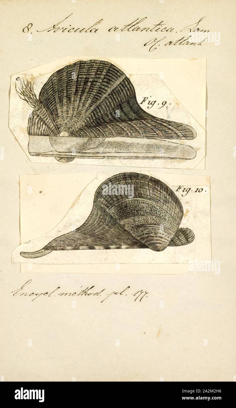 Avicula High Resolution Stock Photography and Images - Alamy