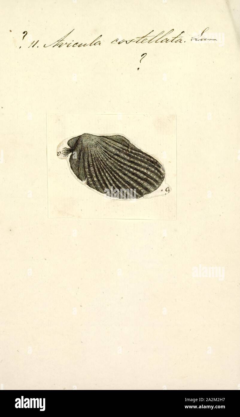 Avicula hi-res stock photography and images - Alamy