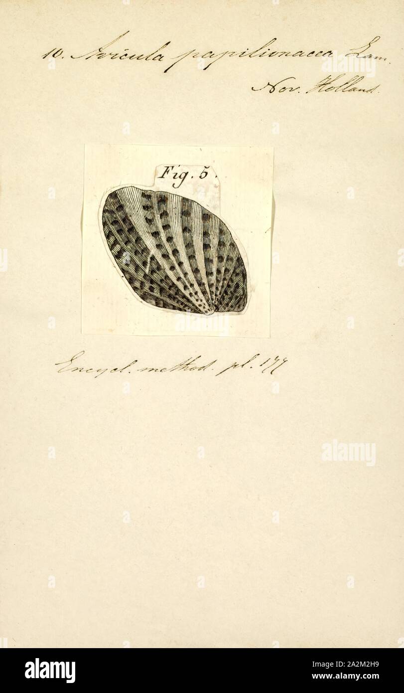 Avicula hi-res stock photography and images - Alamy