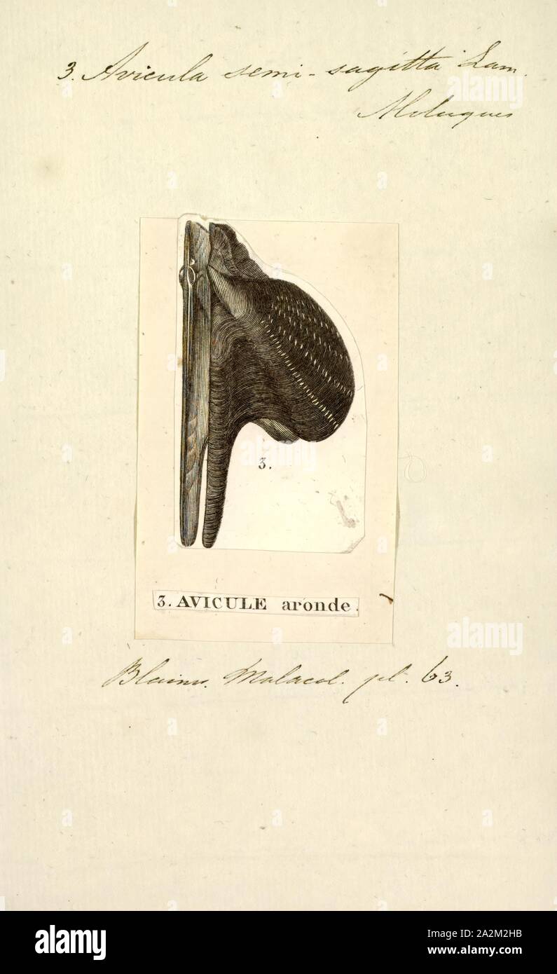 Avicula High Resolution Stock Photography and Images - Alamy