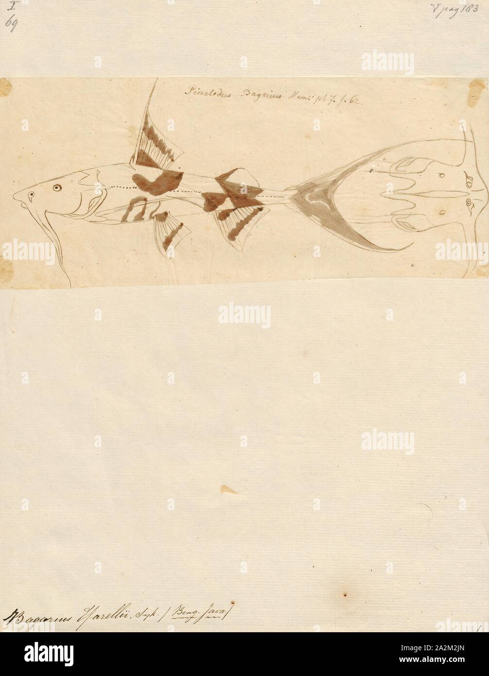 Bagarius hi-res stock photography and images - Alamy