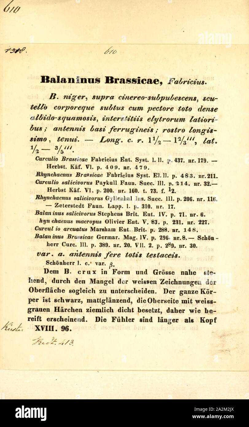 Balaninus hi-res stock photography and images - Alamy