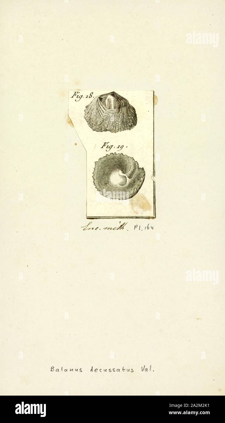 Balanus decussatus, Print, Balanus is a genus of barnacles in the ...