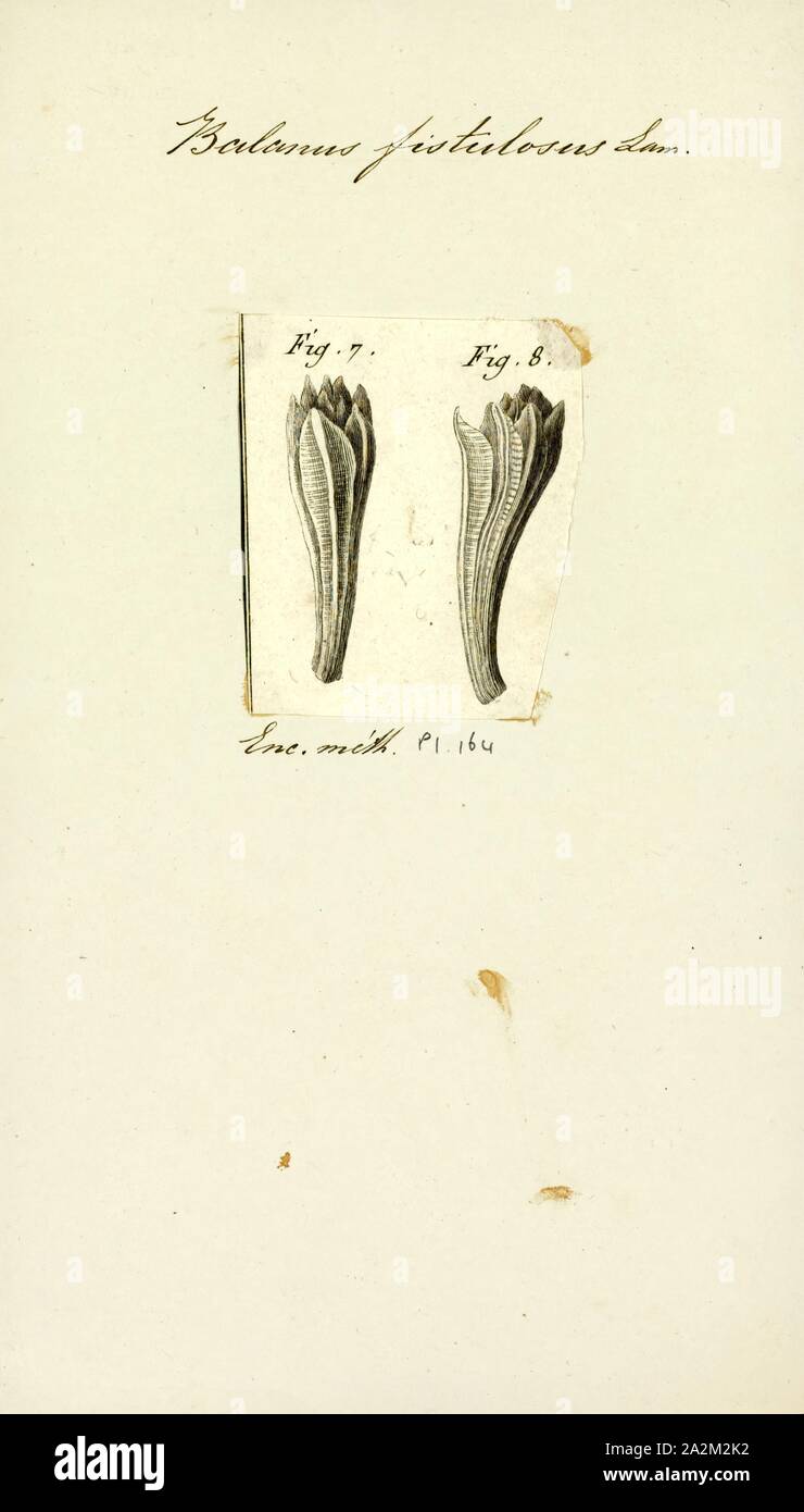 Balanus fistulosus, Print, Balanus is a genus of barnacles in the ...