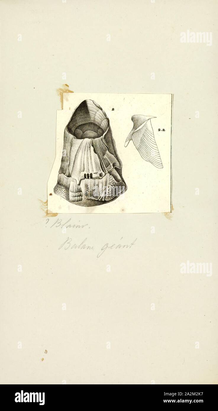 Balanus gigas, Print, Balanus is a genus of barnacles in the family ...