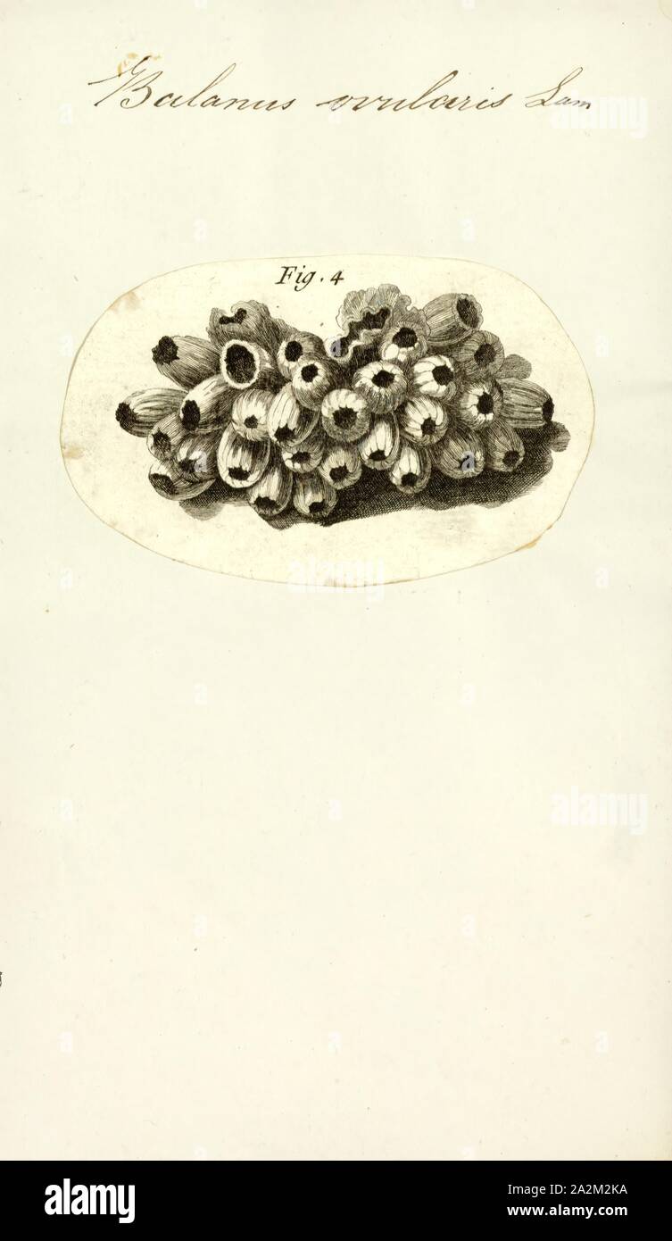 Balanus ovularis, Print, Balanus is a genus of barnacles in the family ...