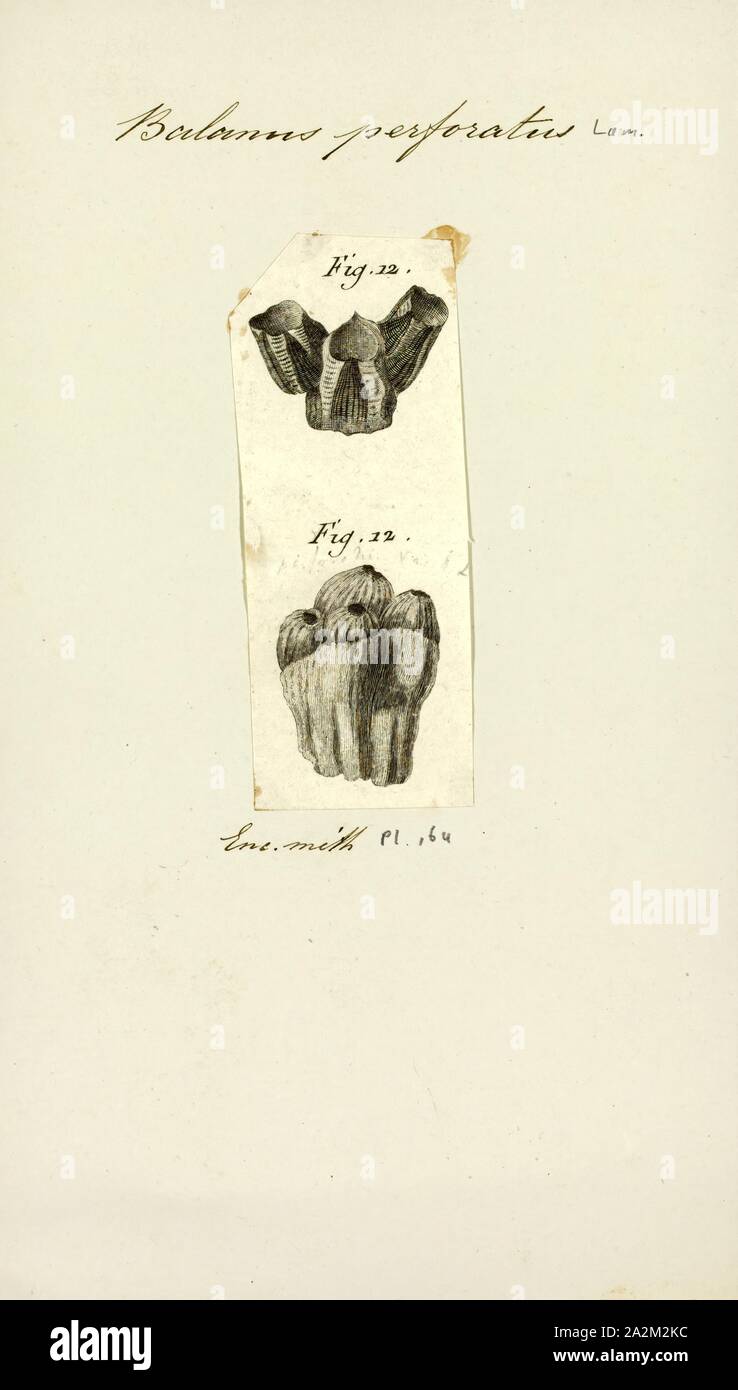 Temperate parts hi-res stock photography and images - Alamy