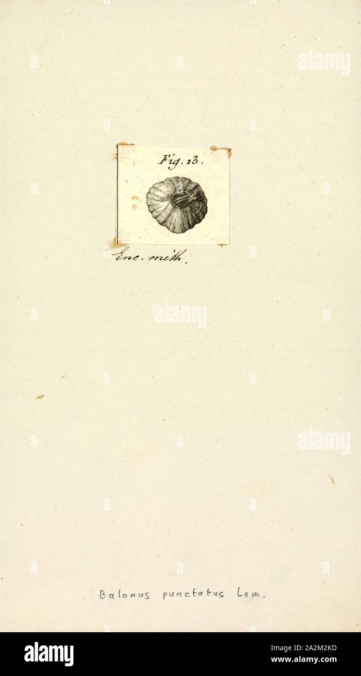 Balanus punctatus, Print, Balanus is a genus of barnacles in the family ...