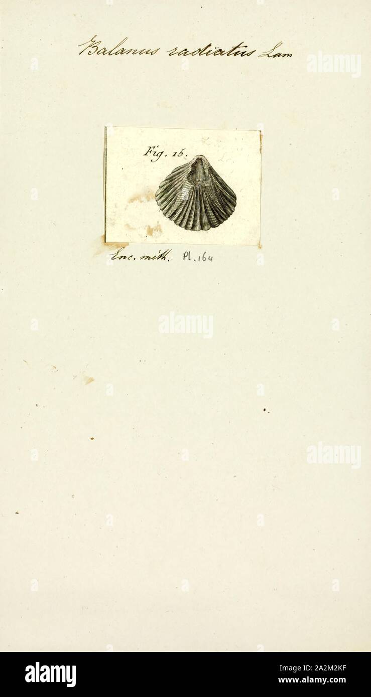Balanus radiatus, Print, Balanus is a genus of barnacles in the family ...