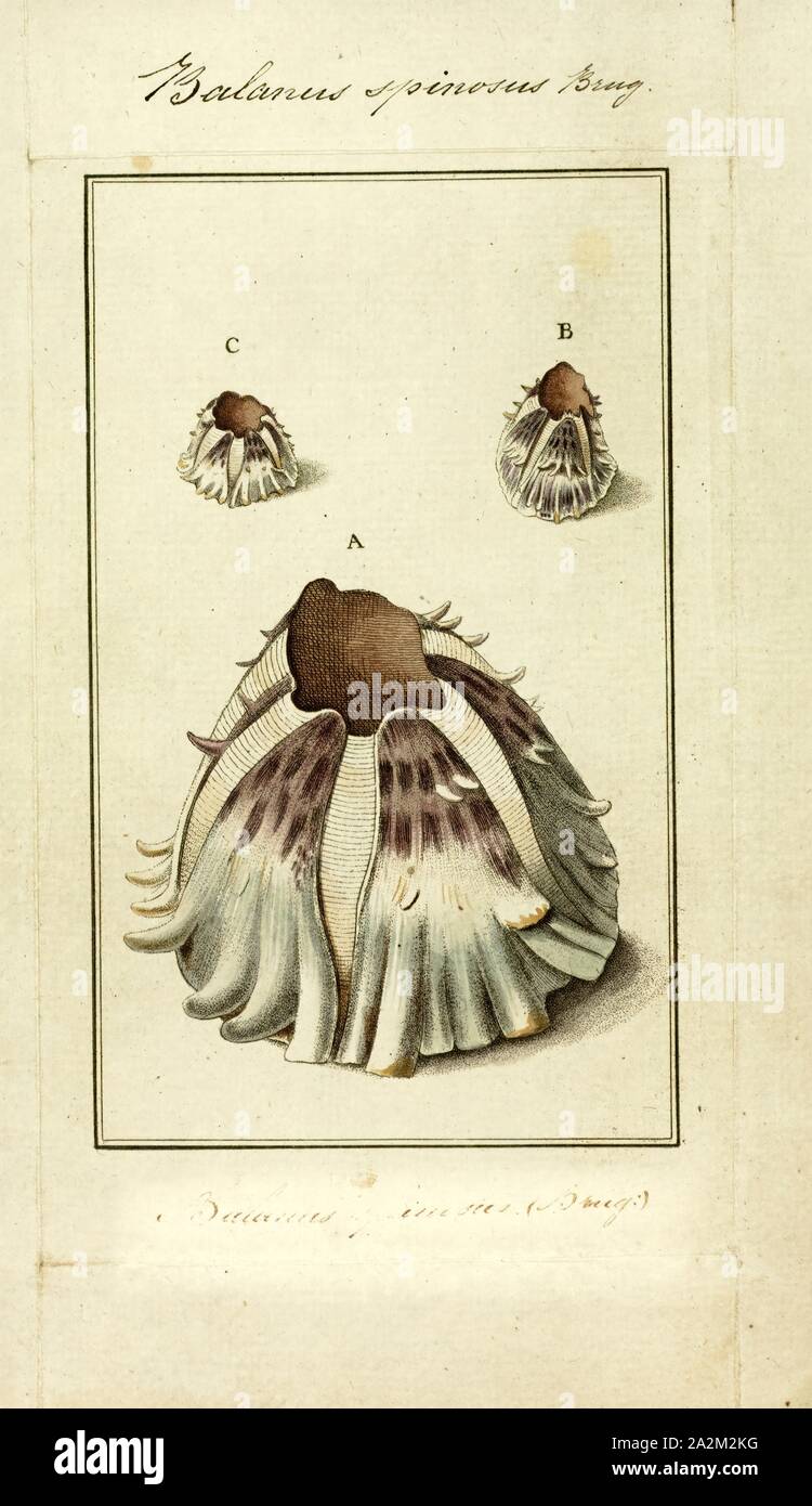 Balanus spinosus, Print, Balanus is a genus of barnacles in the family ...
