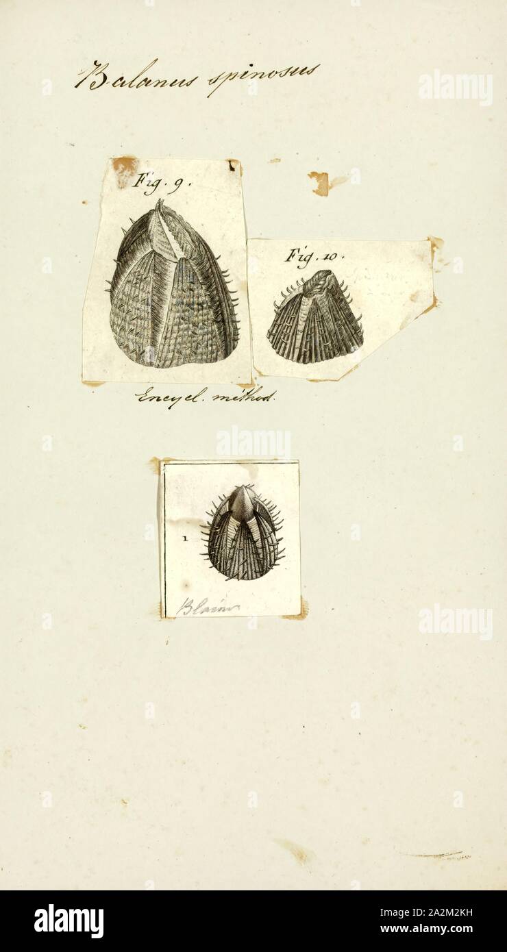 Balanus spinosus, Print, Balanus is a genus of barnacles in the family ...