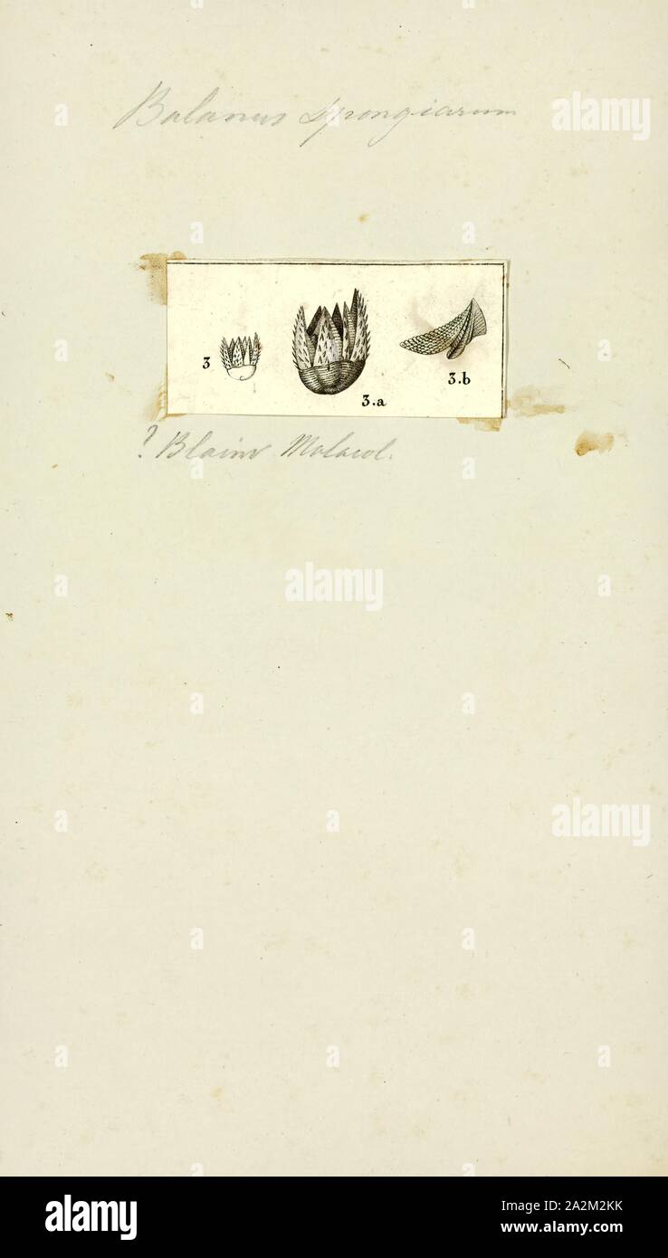 Balanus spongiarum, Print, Balanus is a genus of barnacles in the ...