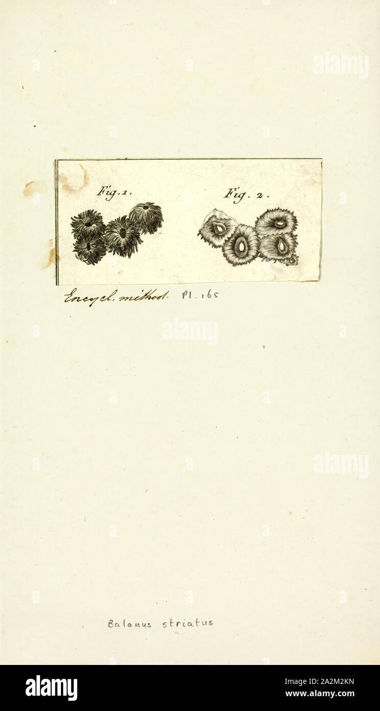 Balanus striatus, Print, Balanus is a genus of barnacles in the family ...