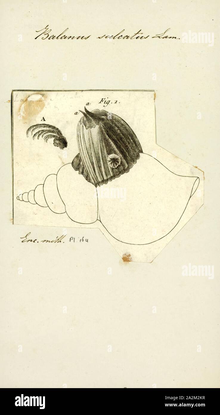 Balanus sulcatus, Print, Balanus is a genus of barnacles in the family ...