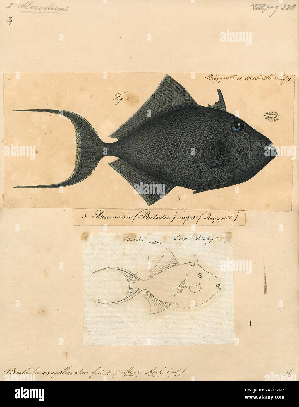 Erythrodon hi-res stock photography and images - Alamy