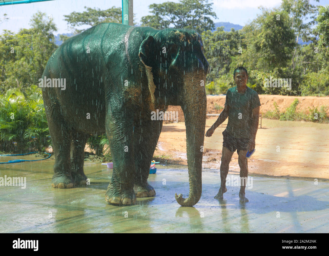An Elephant having a clean water shower at the ' Elephant Jungle ...