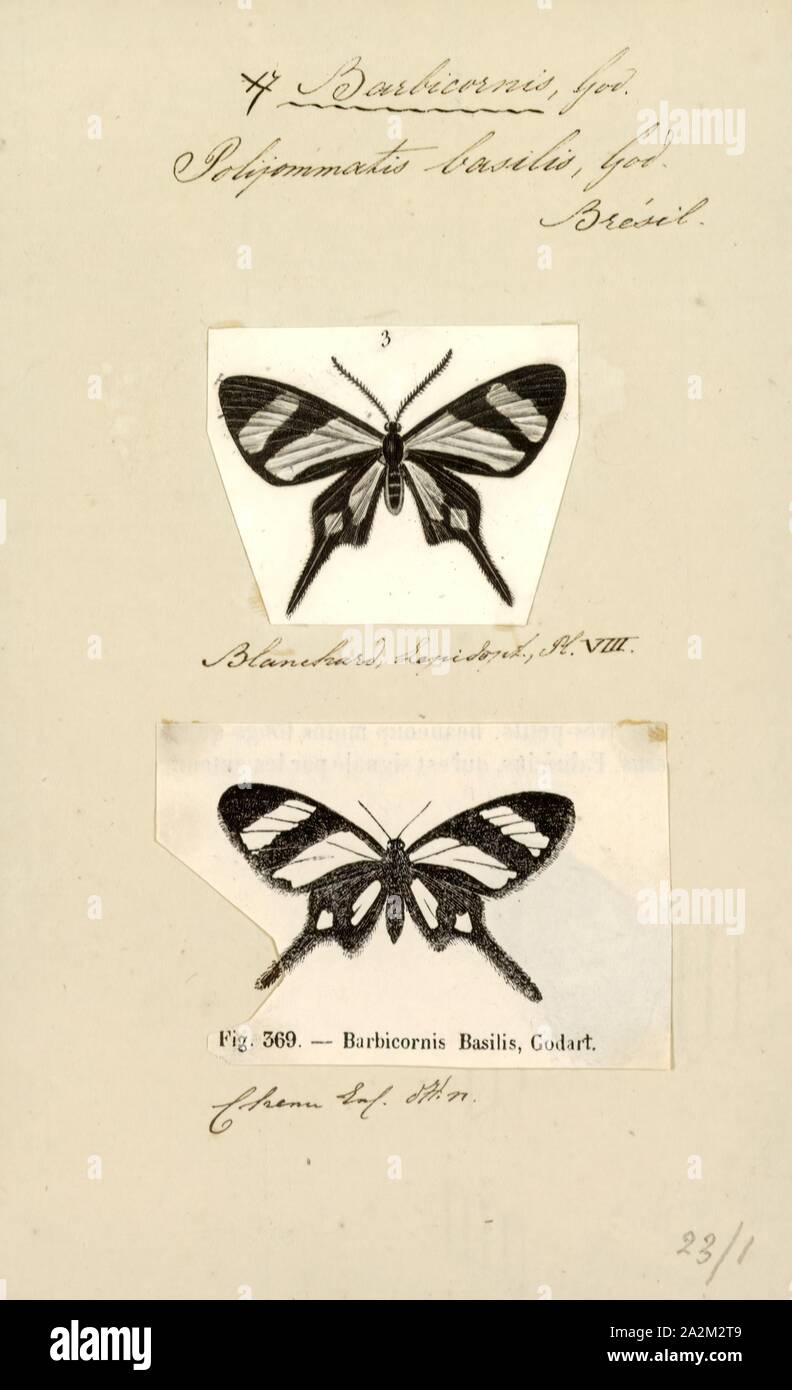 Monotypic butterfly genus hi-res stock photography and images - Alamy