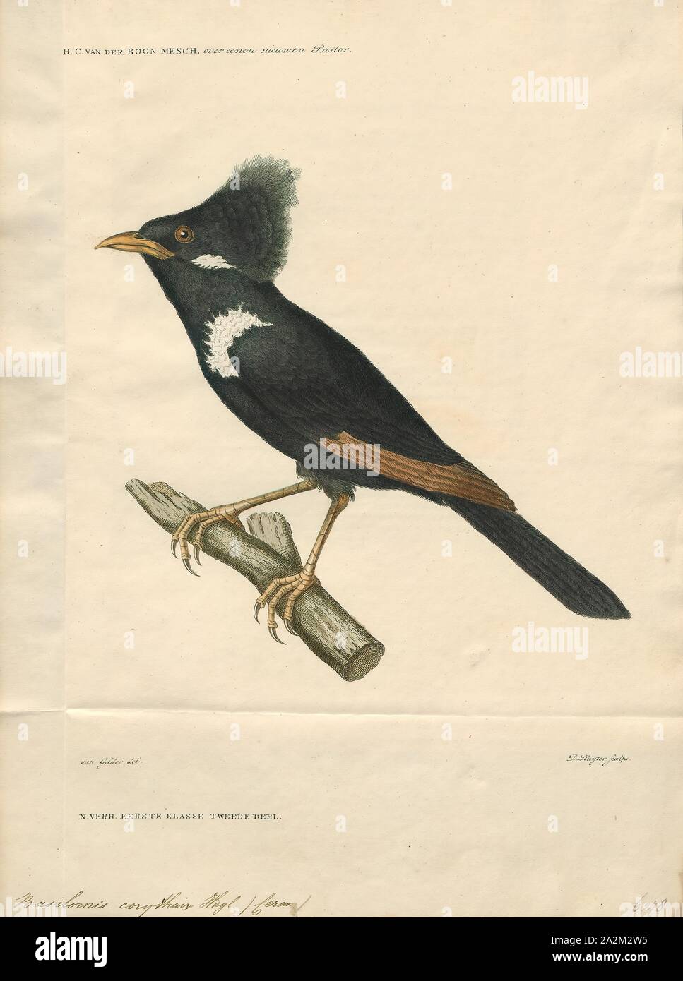 1848 species hi-res stock photography and images - Alamy