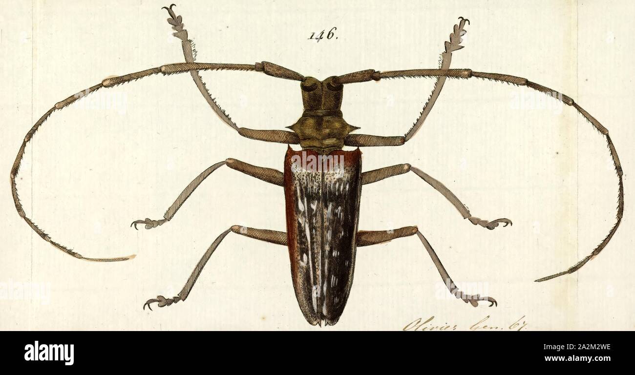 Batocera hi-res stock photography and images - Alamy