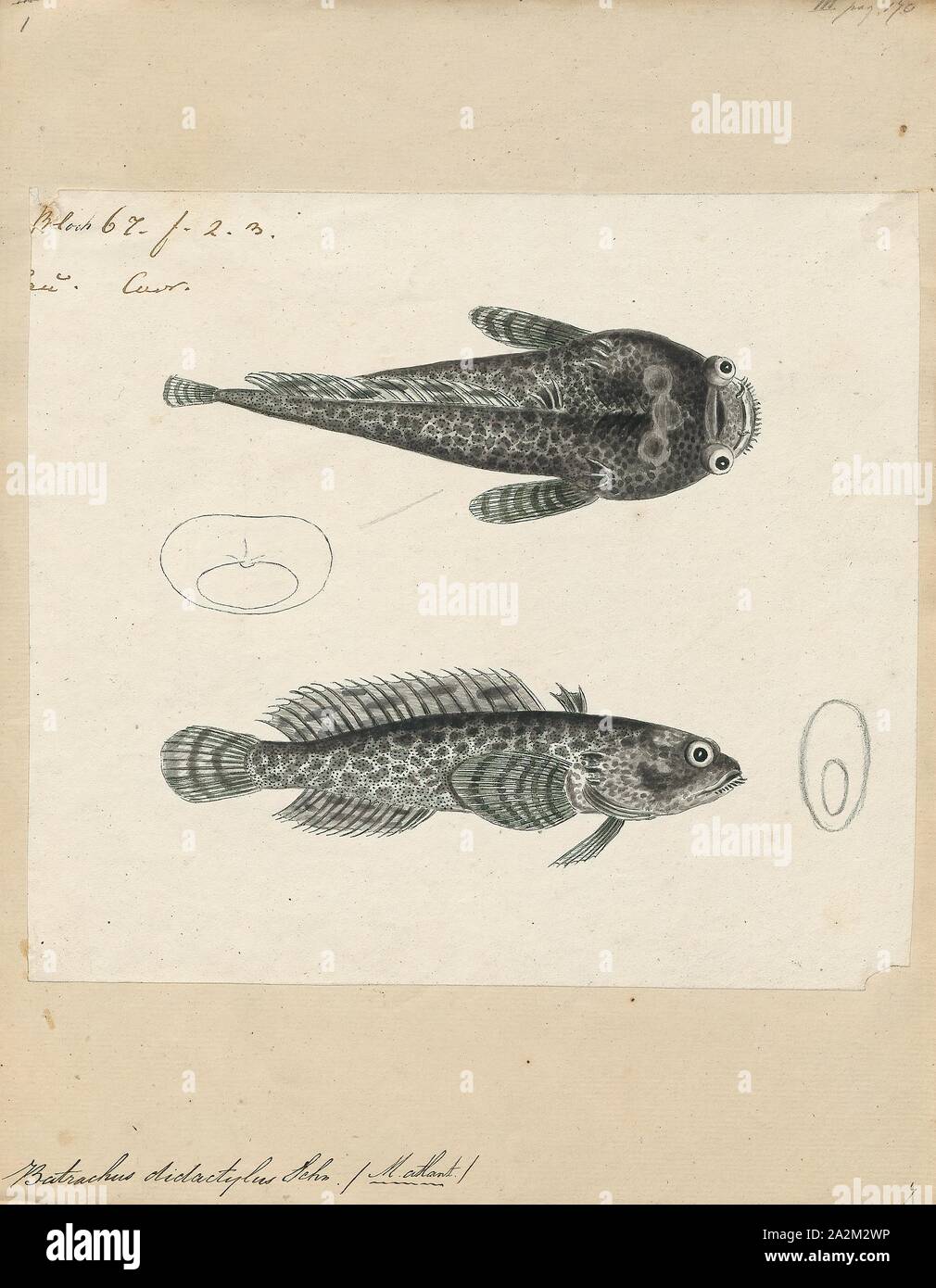 Batrachus didactylus, Print, Thalassophryne maculosa, Thalassophryne ...
