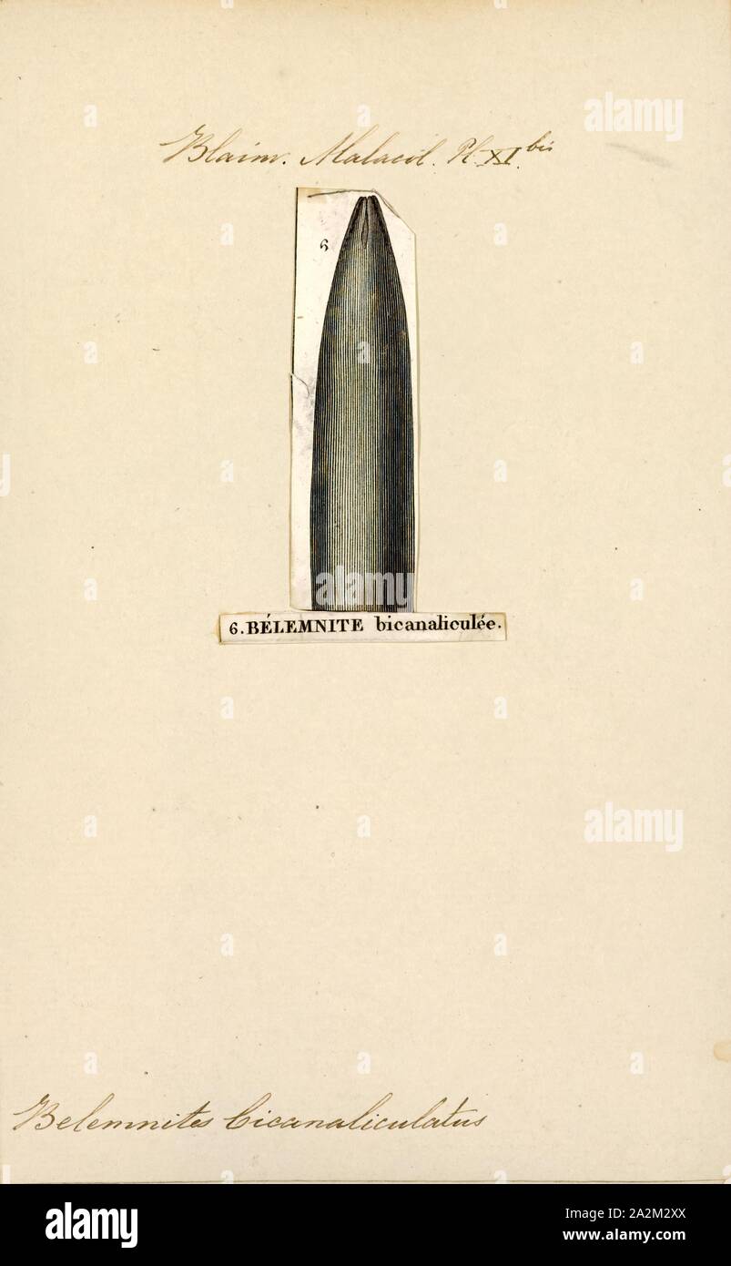 Belemnites bicanaliculatus hi-res stock photography and images - Alamy
