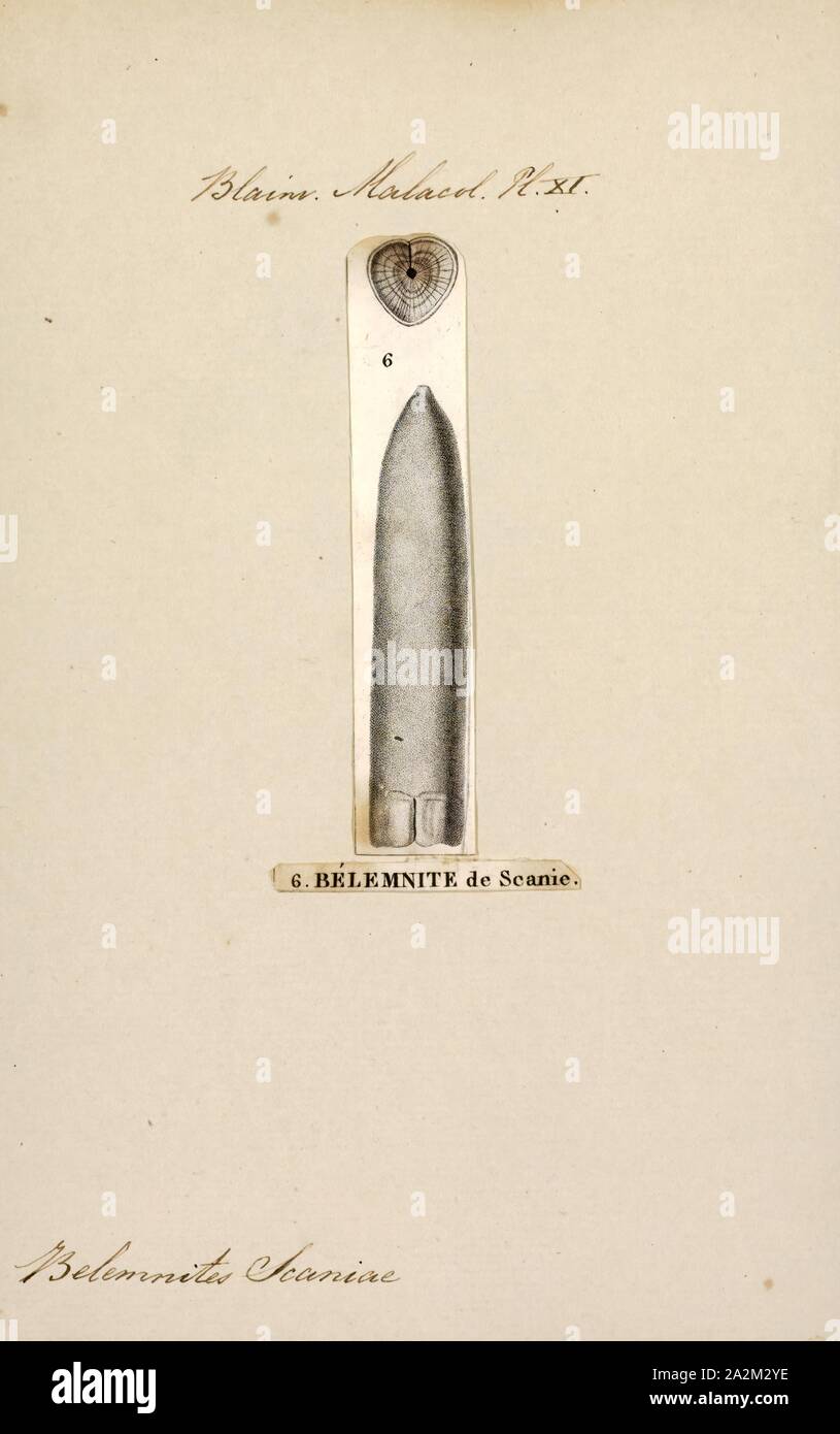 Belemnites scaniae, Print Stock Photo - Alamy