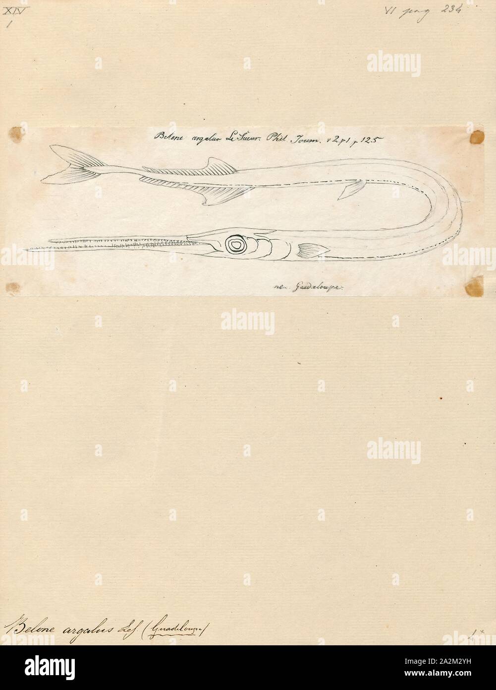 Belone argalus, Print, Belone is a genus of needlefish common in ...